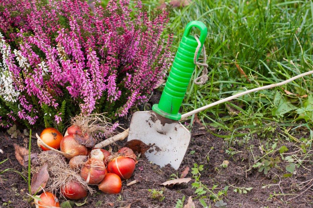 How to Use Bulbs to Plant a Beautiful Spring Flower Garden - Tech Team ...